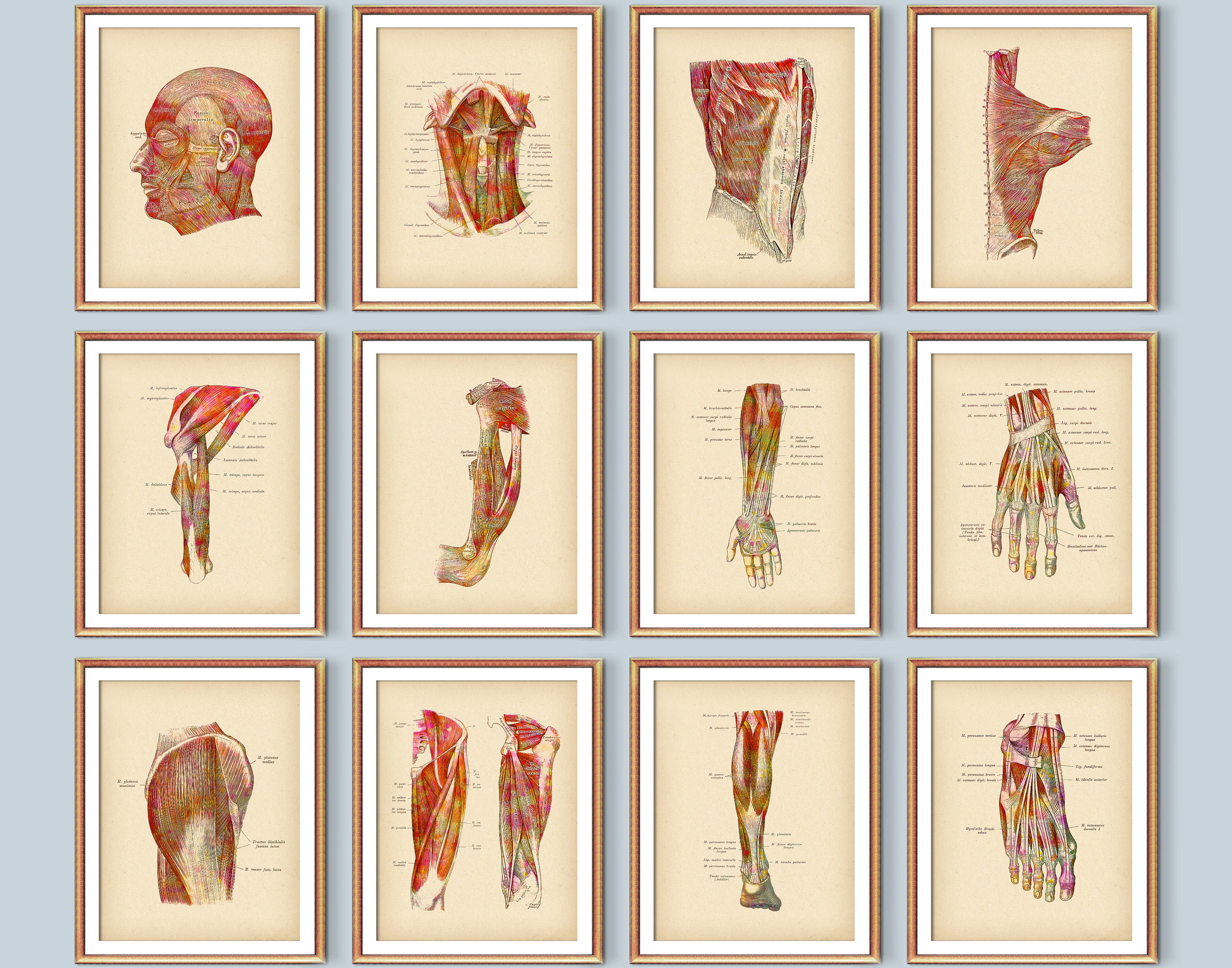 Muscle Anatomy Poster Set of 12 Vintage Anatomical Muscular - Etsy Ireland