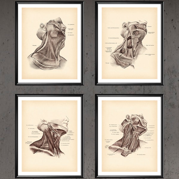 Vintage Anatomy - Etsy