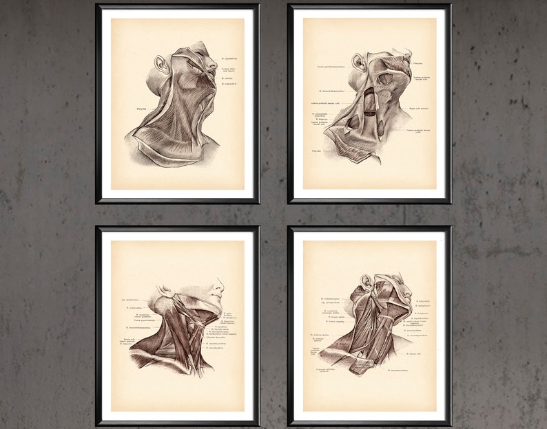 Human Neck Anatomy Posters Surgery Art Vintage Anatomy - Etsy