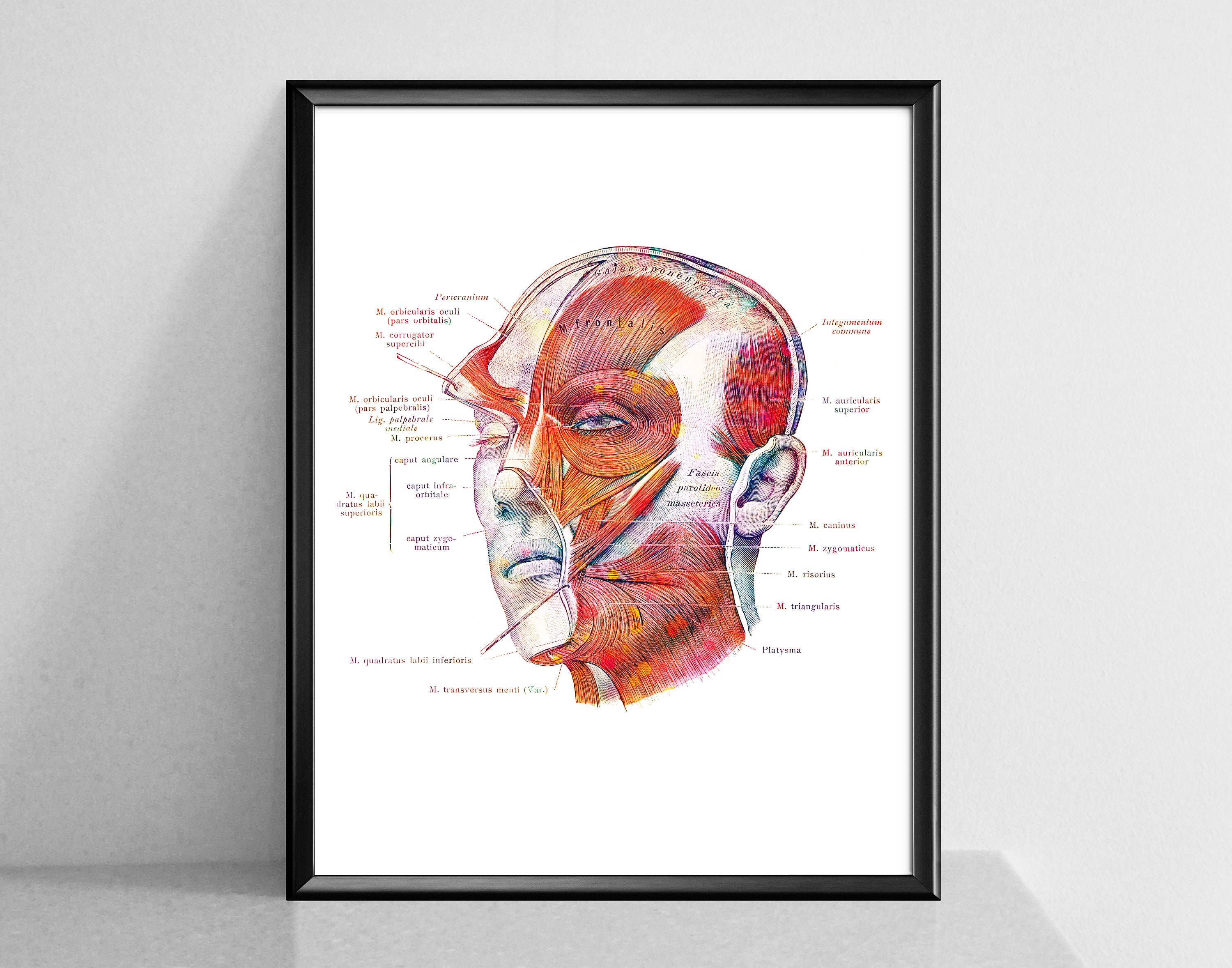 40 Musculoskeletal System Posters Muscles Structure Anatomy - Etsy UK