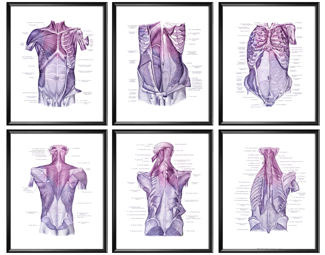 6 carteles de anatomía del torso diagrama del sistema Muscular humano ...