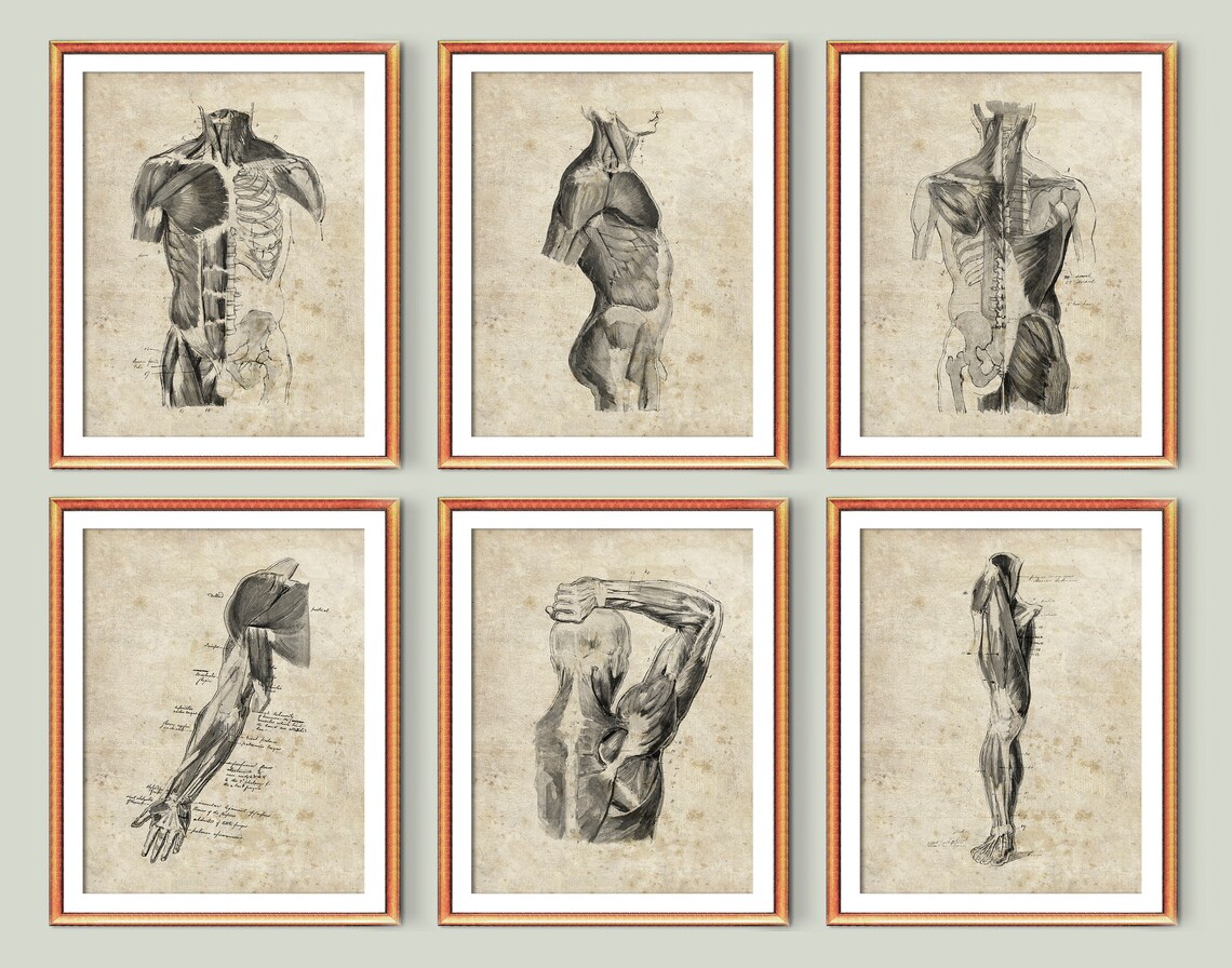 Musculoskeletal System Watercolor Sketch Art Medical Wall - Etsy