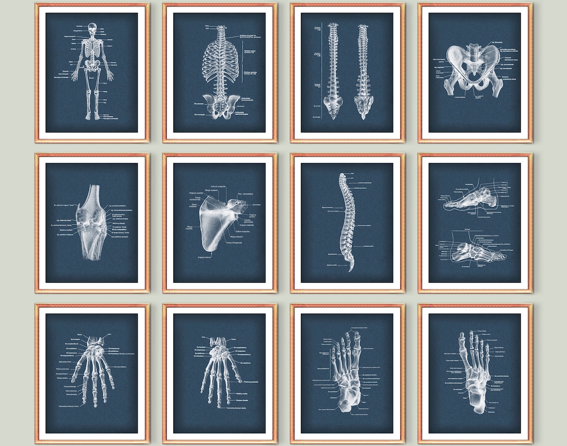 Human Anatomy Art Skeletal Bones Posters Medical Art Doctor - Etsy