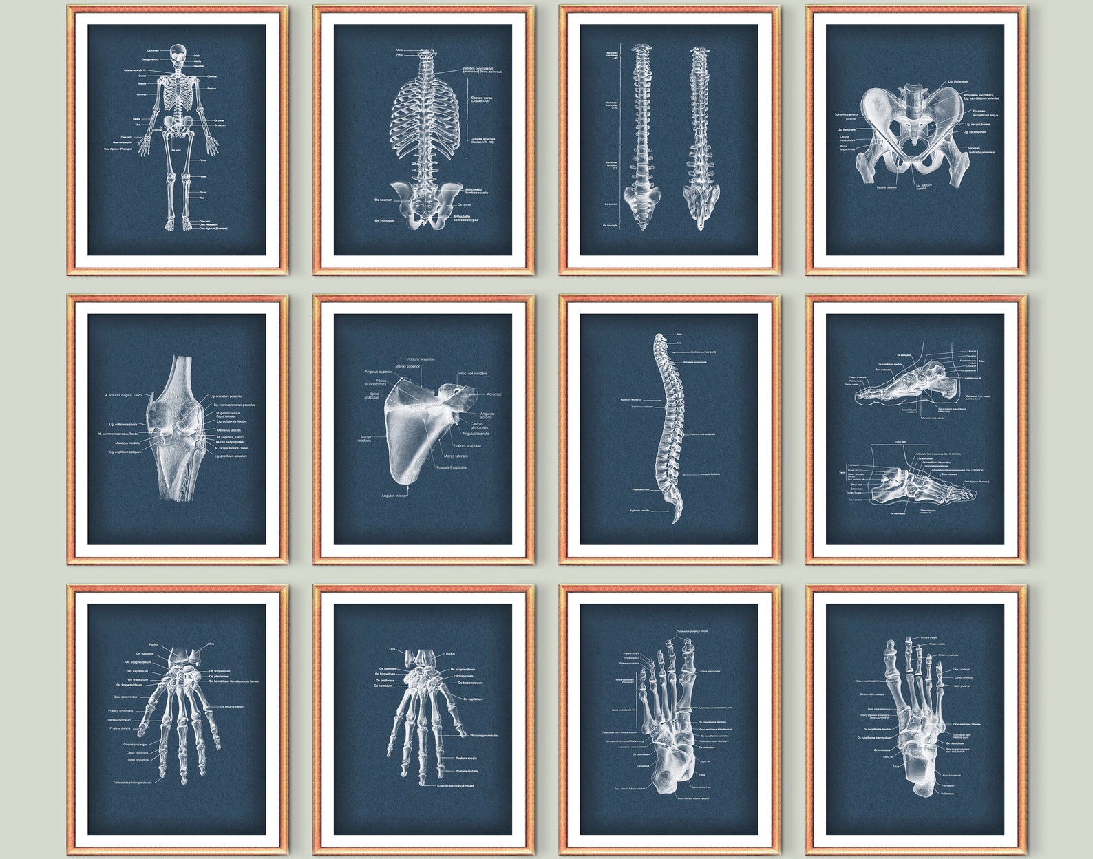 Human Anatomy Art Skeletal Bones Posters Medical Art Doctor - Etsy