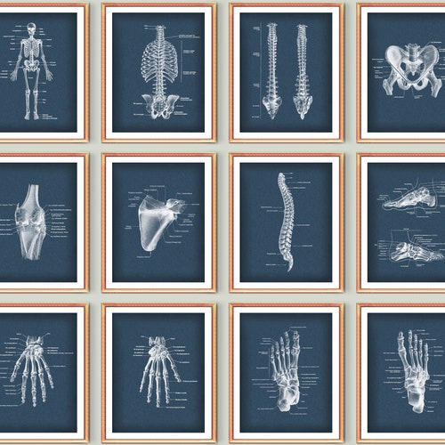 Human Anatomy Art Skeletal Bones Posters Medical Art Doctor - Etsy