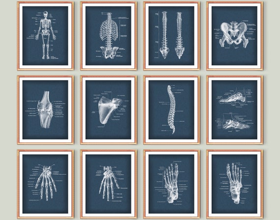 Human Anatomy Art Skeletal Bones Posters Medical Art Doctor - Etsy