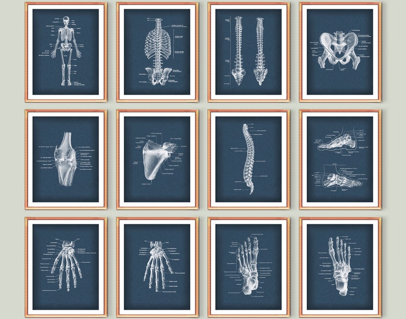 Human Anatomy Art Skeletal Bones Posters Medical Art Doctor Gift ...