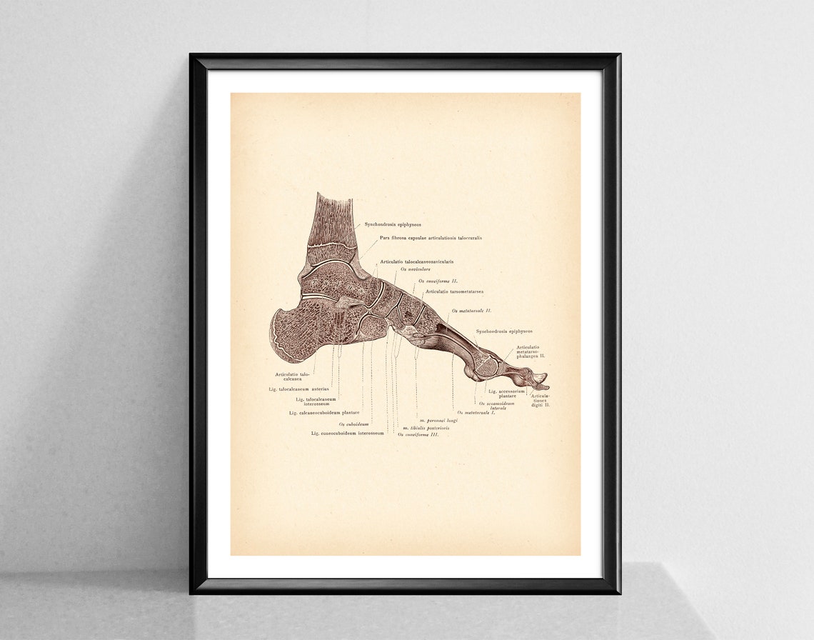 Anatomical Human Foot Posters Vintage Anatomy Art Podiatry - Etsy
