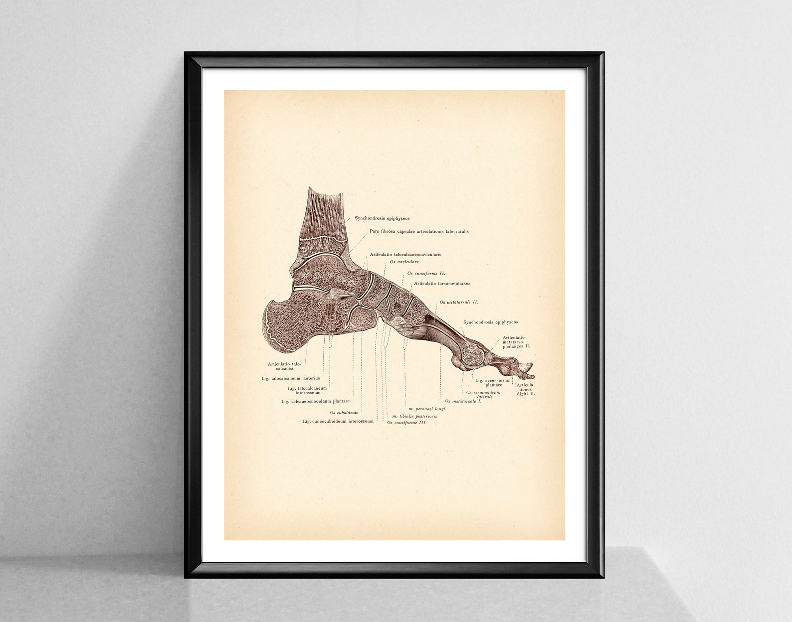 Anatomical Human Foot Posters Vintage Anatomy Art Podiatry - Etsy