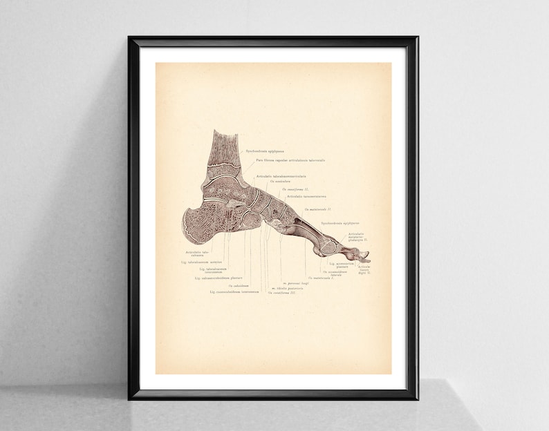 Anatomical Human Foot Posters, Vintage Anatomy Art, Podiatry Art ...