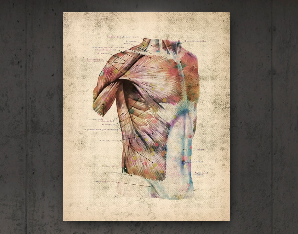 Human Muscular System Anatomy Vintage Poster Torso Muscles - Etsy