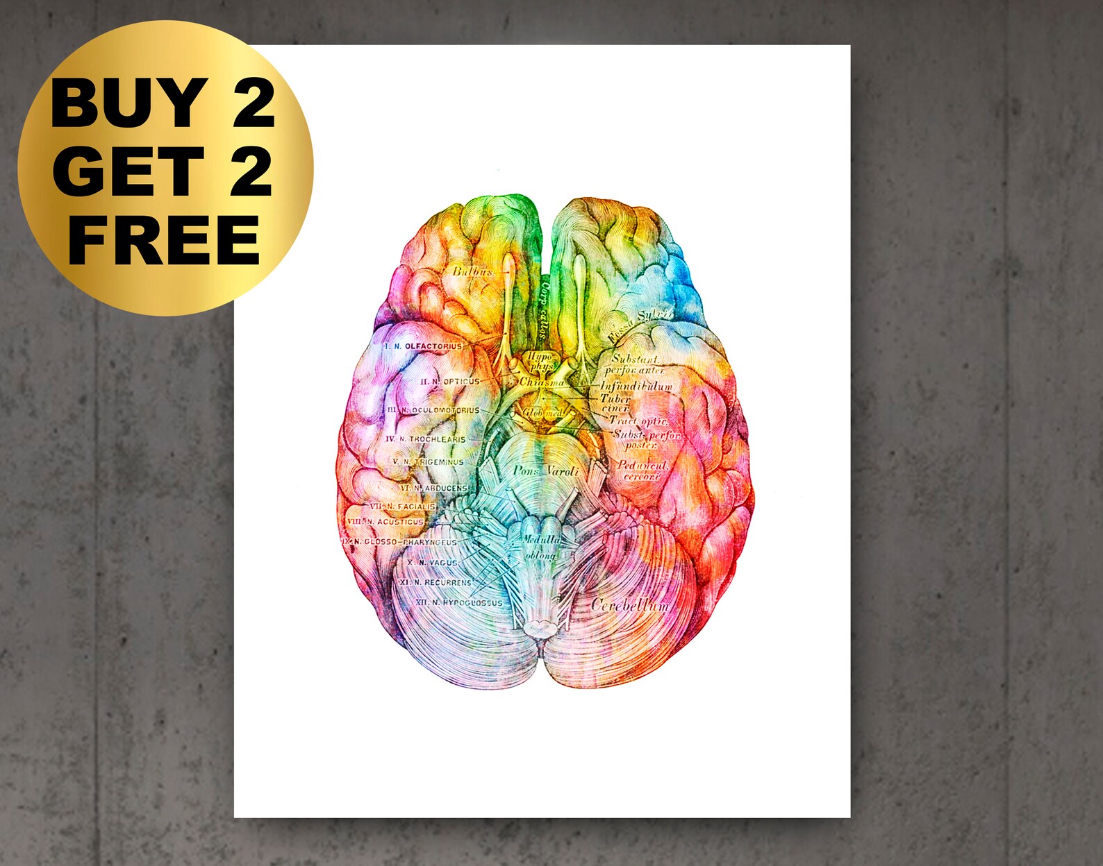 Watercolor Human Brain Art Anatomical Brain Neurologist - Etsy