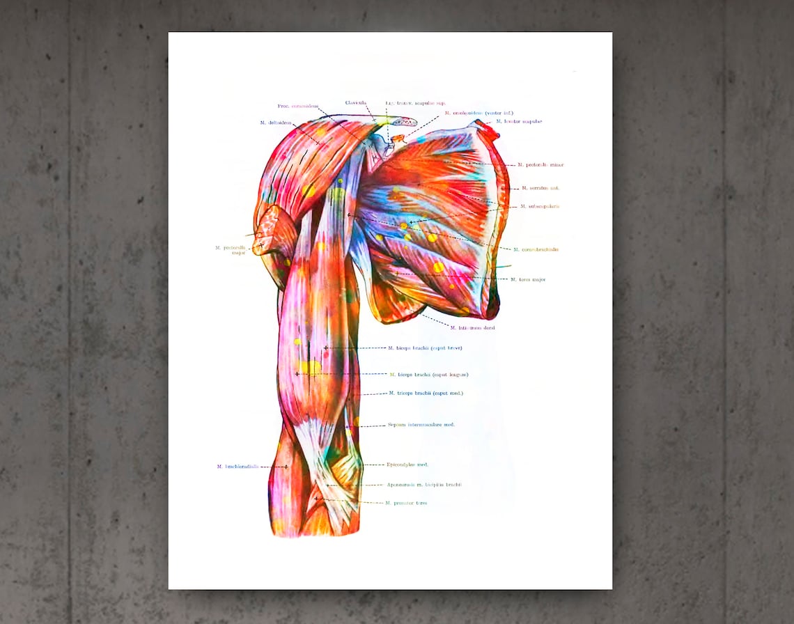 12 Muscular System Anatomy Posters Muscles Structure Print Medical Art ...