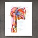 Human Muscular System Anatomy Posters Muscles Structure Print ...