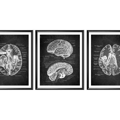 12 Anatomical Brain Posters Neurology Art Medical Decor Human - Etsy