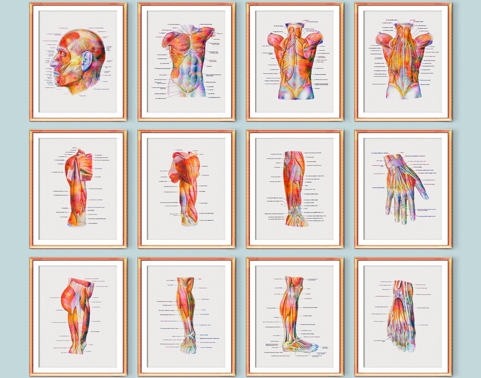 12 Human Muscular System Diagram Watercolor Anatomical Art Major ...