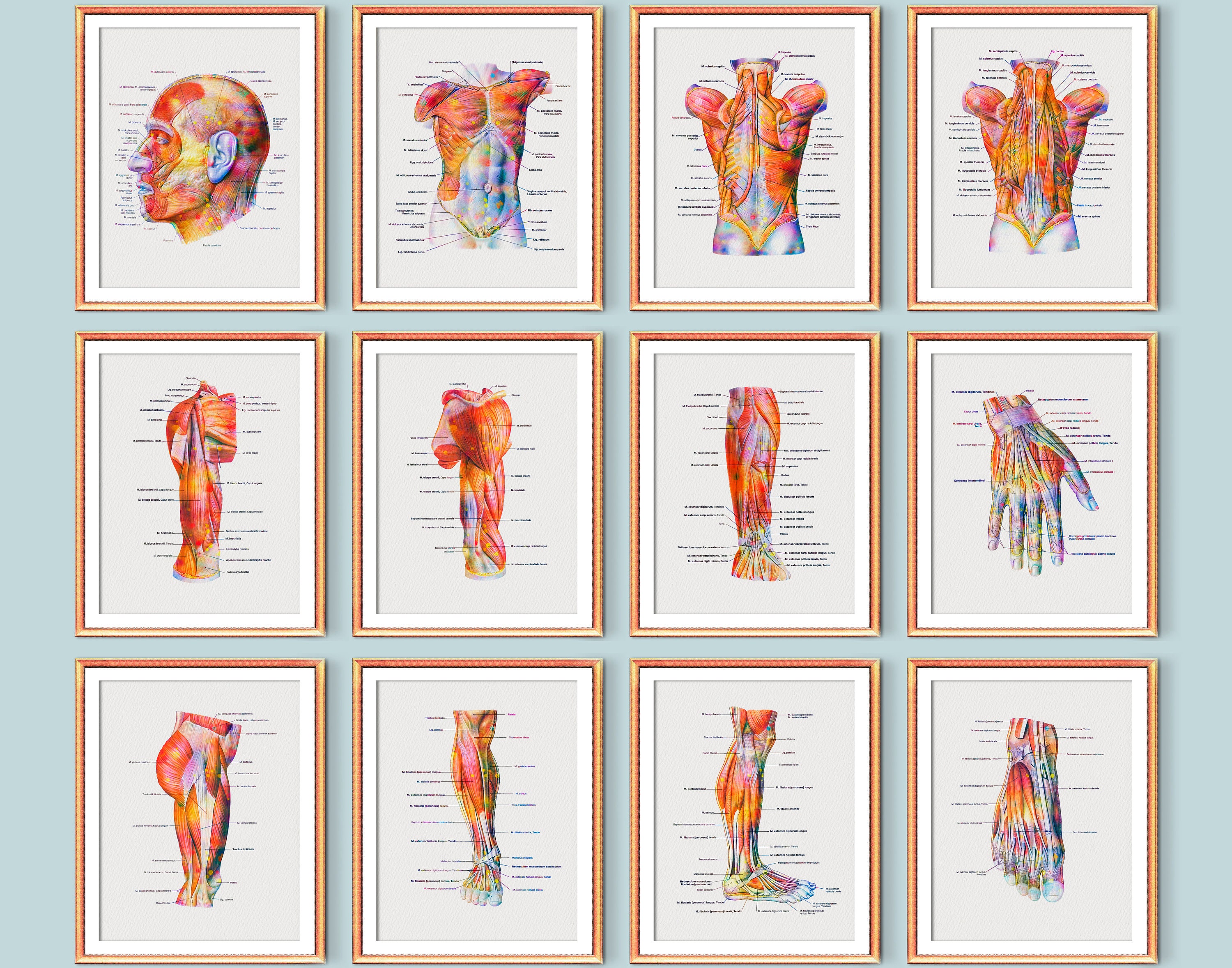 12 Human Muscular System Diagram Watercolor Anatomical Art Major ...