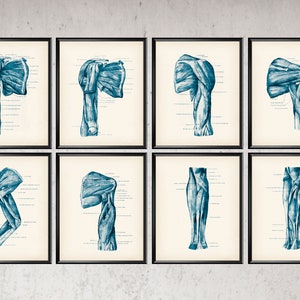 Anatomy of Hand Poster Muscular System Print Arm Muscles Print Medical ...