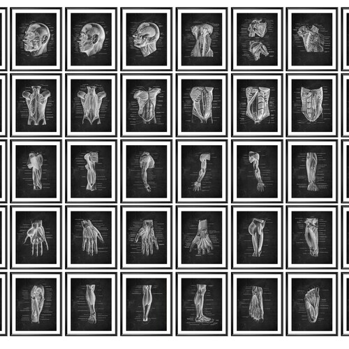 40 Musculoskeletal Anatomy Posters Human Body Anatomy | Etsy