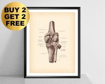 Meniscus of the Human Knee Printable Download Human - Etsy