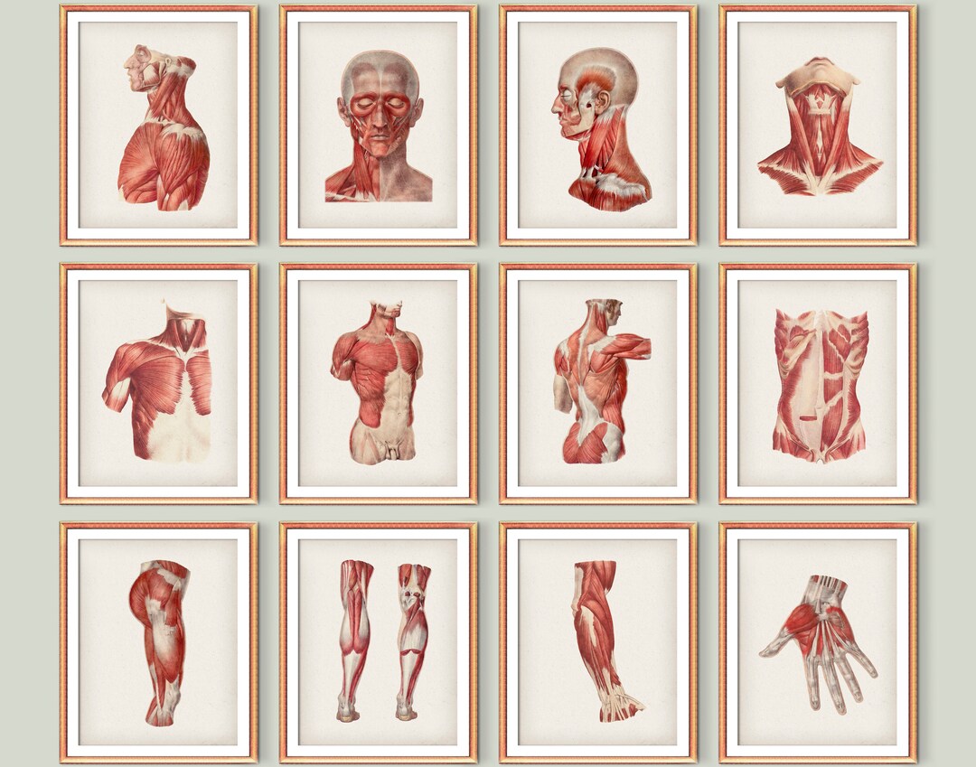 12 Anatomy of Muscular System Posters Medical Art Body Muscles ...