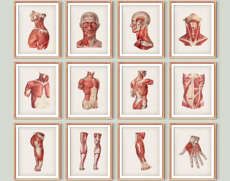 12 Anatomy of Muscular System Posters Medical Art Body Muscles | Etsy