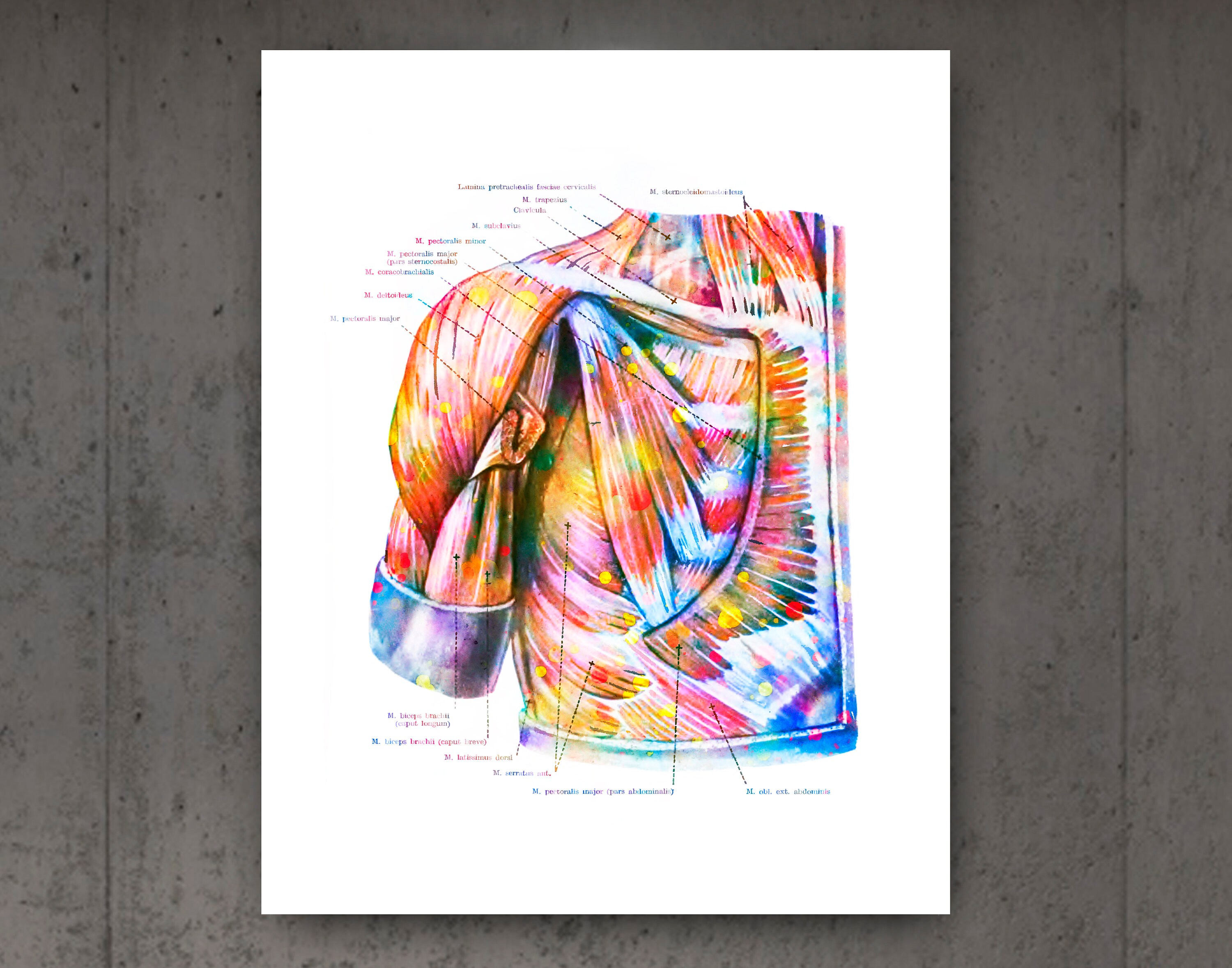 6 Torso Muscles Anatomy Poster Muscular System Watercolor Art - Etsy ...