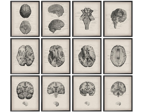 12 Anatomical Brain Vintage Anatomy Poster Neurology Art | Etsy