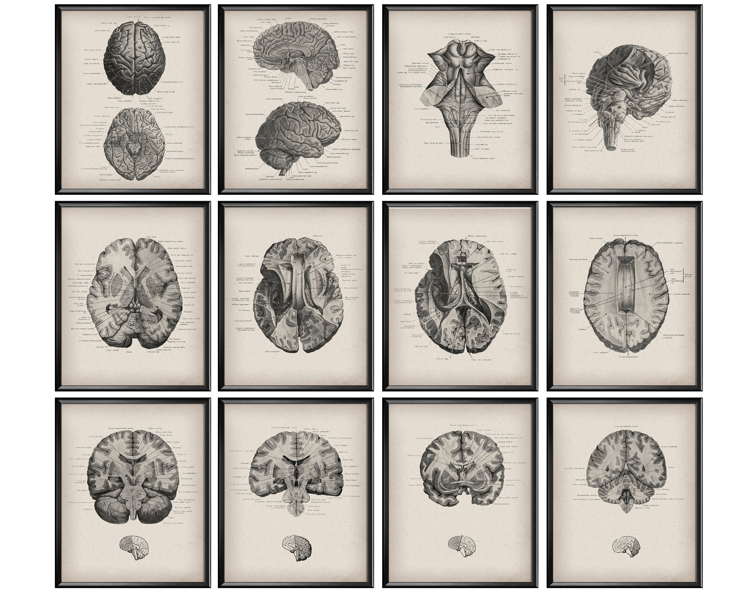 12 Anatomical Brain Vintage Anatomy Poster Neurology Art | Etsy