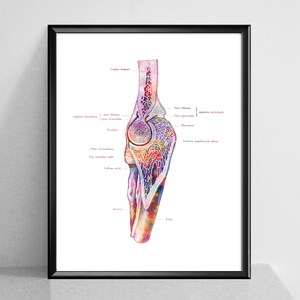 Shoulder Human Anatomy Posters Elbow Joint Art Scapula Bone Print ...
