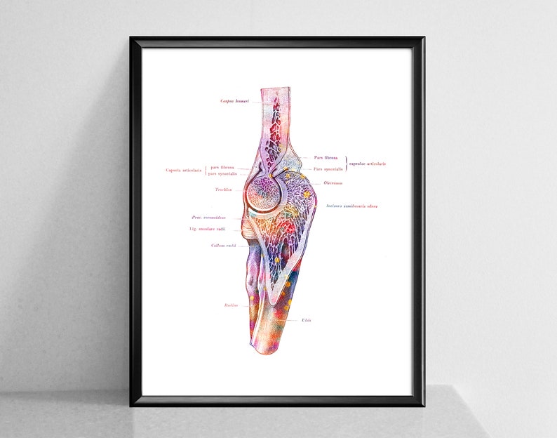 Shoulder Human Anatomy Posters Elbow Joint Art Scapula Bone Print ...