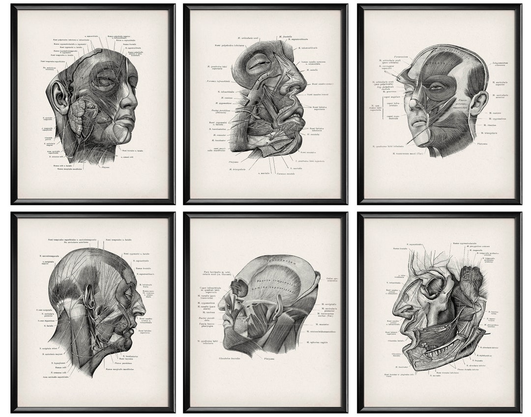 6 Plastic Surgery Posters, Face Anatomy Art, Head Anatomy, Medical Art ...