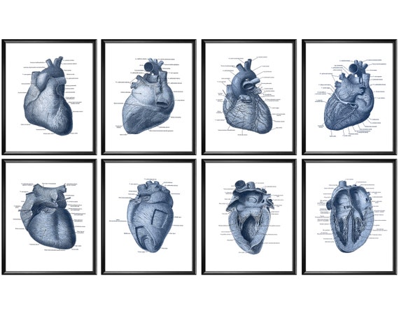 Anatomisch Correcte Hartkunst Nieuw Type Kunsthart | NTVG