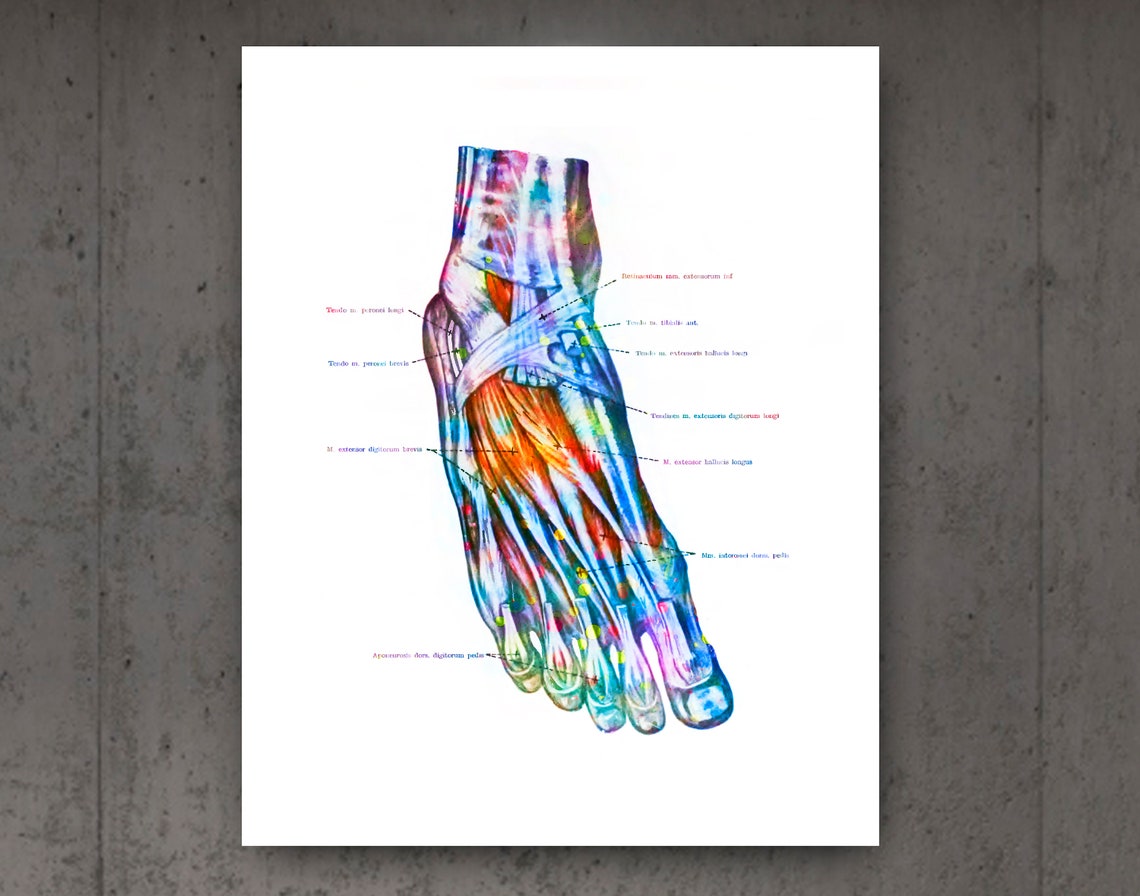 Los músculos del pie poster anatómico pie impresión anatomía - Etsy México