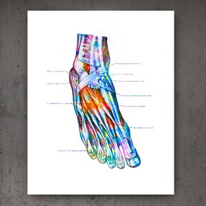 Foot Muscles Poster Anatomical Foot Print Human Anatomy Art Medical ...