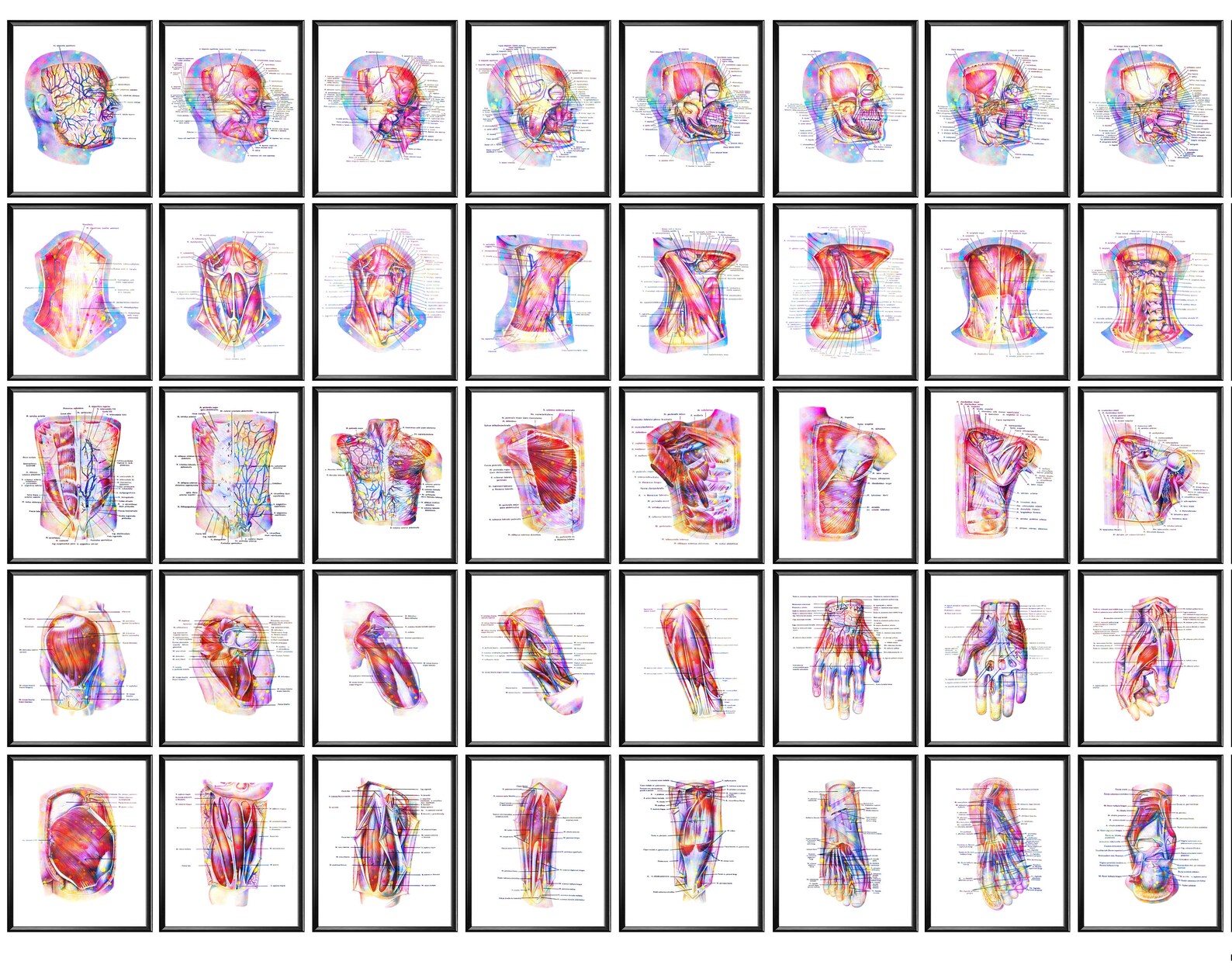 Set of 40 Muscular System Anatomy Posters, Watercolor Anatomy Artwork ...