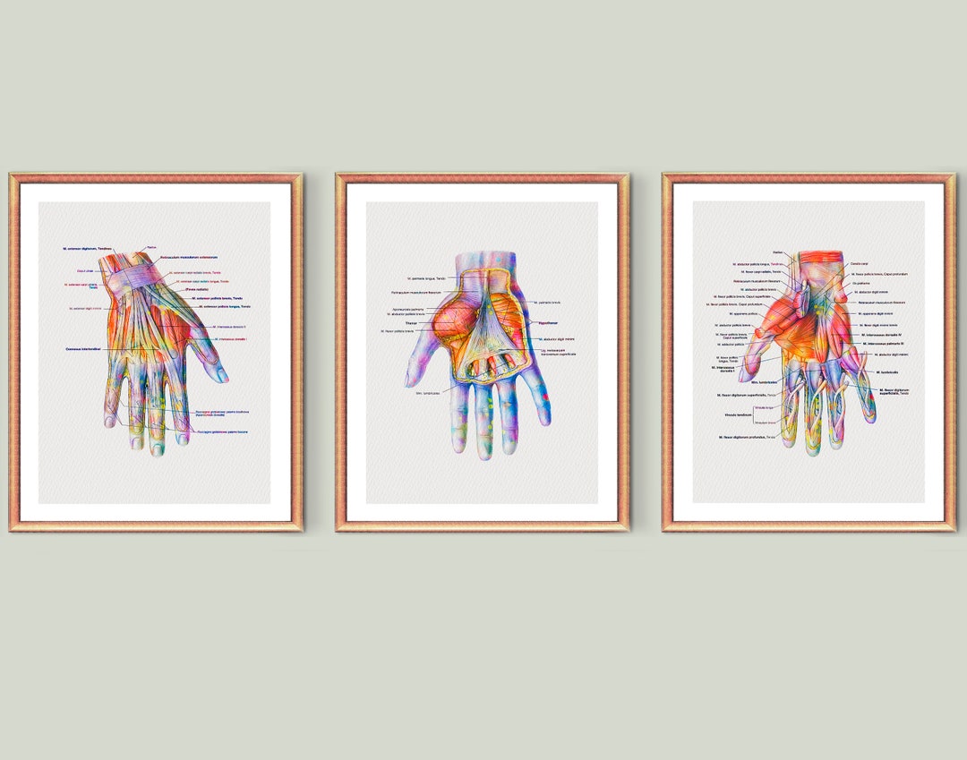 Anatomical Hand Art Posters Human Limb Anatomy Art Musculoskeletal ...