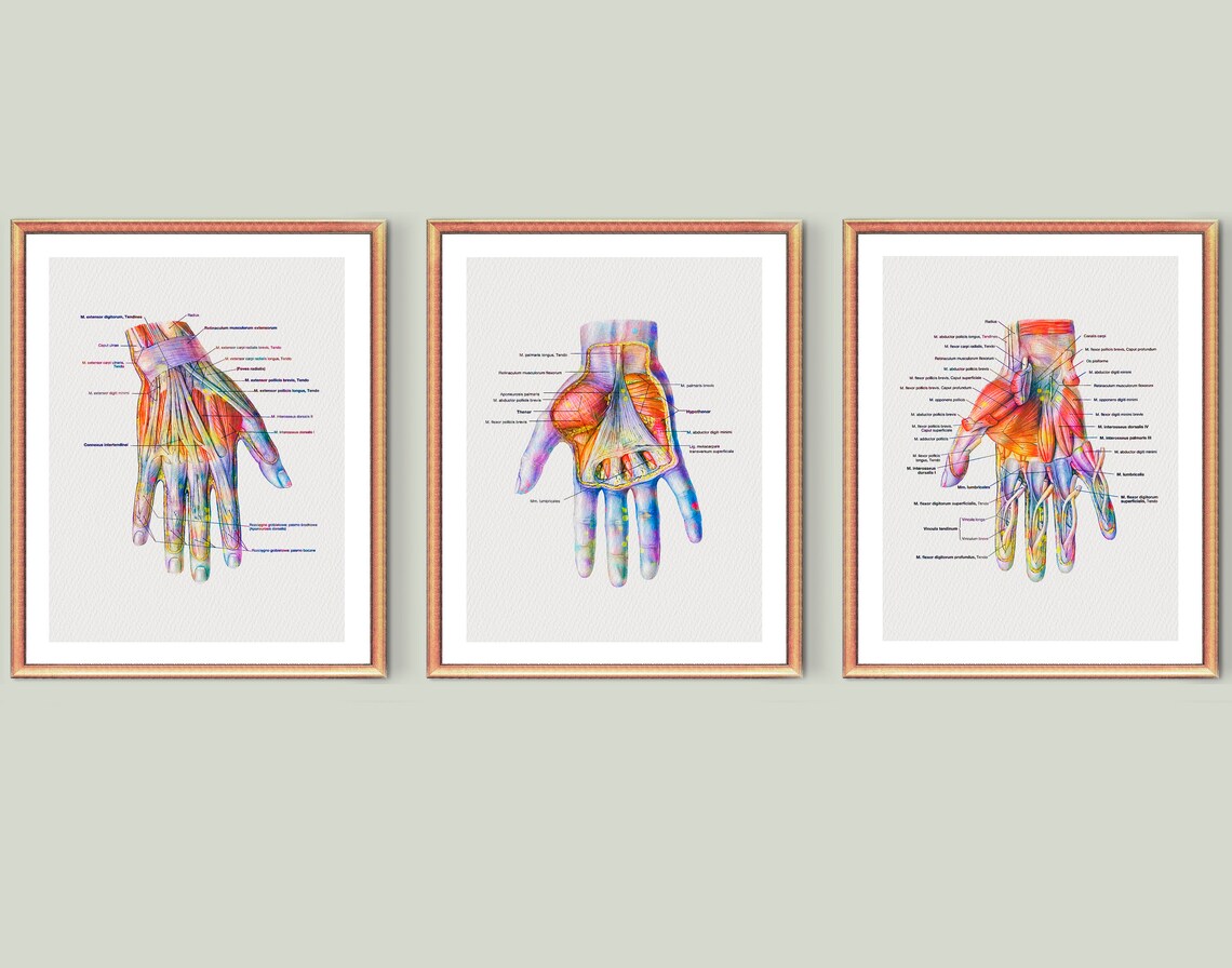 Anatomical Hand Art Posters Human Limb Anatomy Art - Etsy