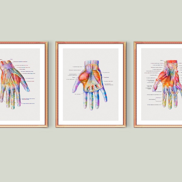 Radial-ulnar-median Nerve Reference Cheat Sheet: Upper Extremity ...
