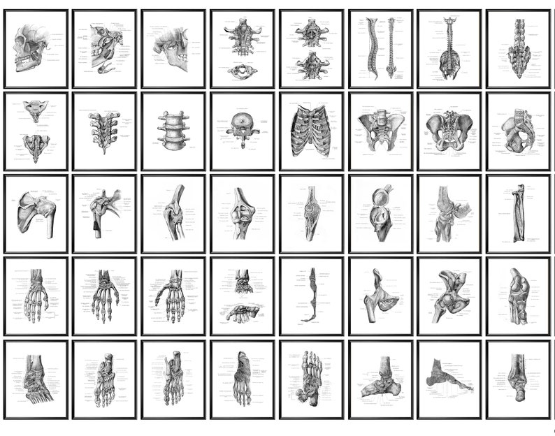 40 Skeletal System Anatomy Posters Osteology Art Orthopedic - Etsy