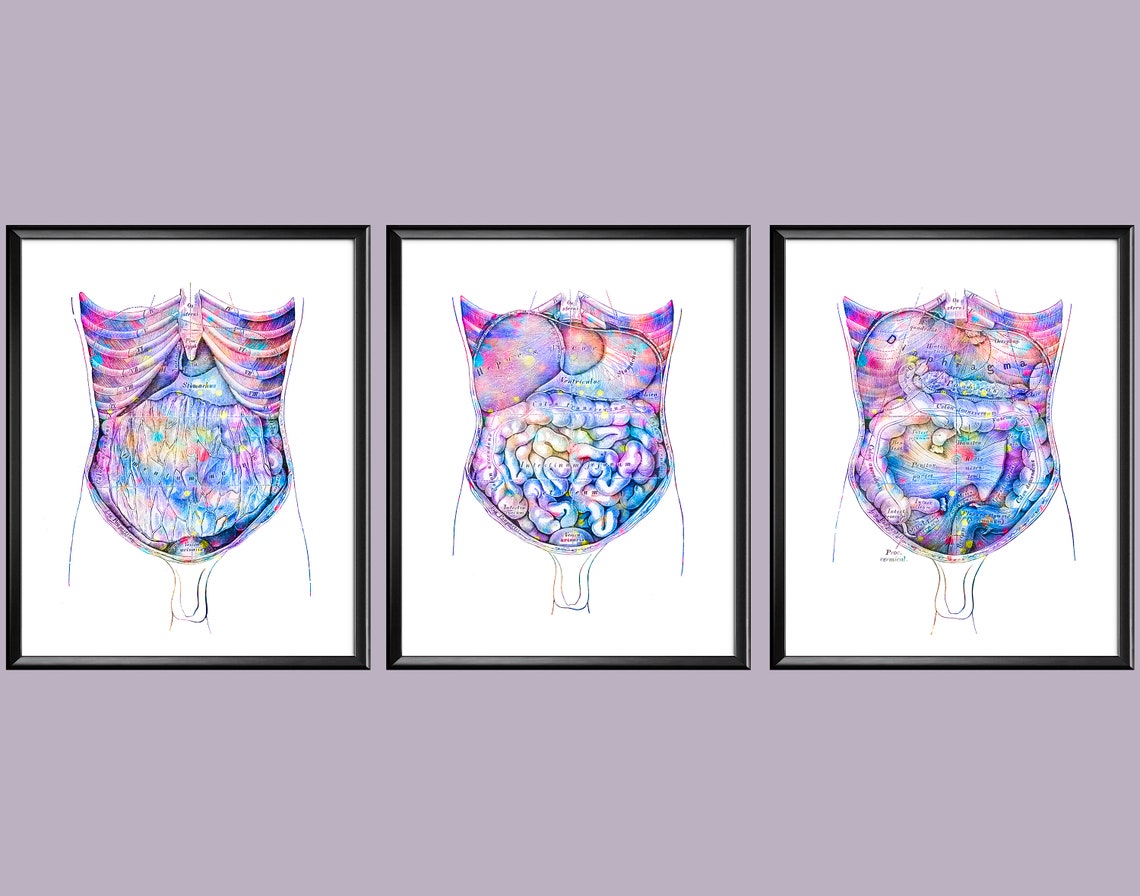 Anatomy Poster, Abdominal Cavity, Watercolor Anatomy Art, Medical ...