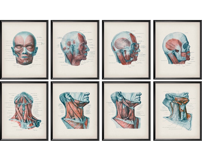 Muscles of Back Anatomy Print, Human Anatomy Art, Back Muscle Anatomy ...