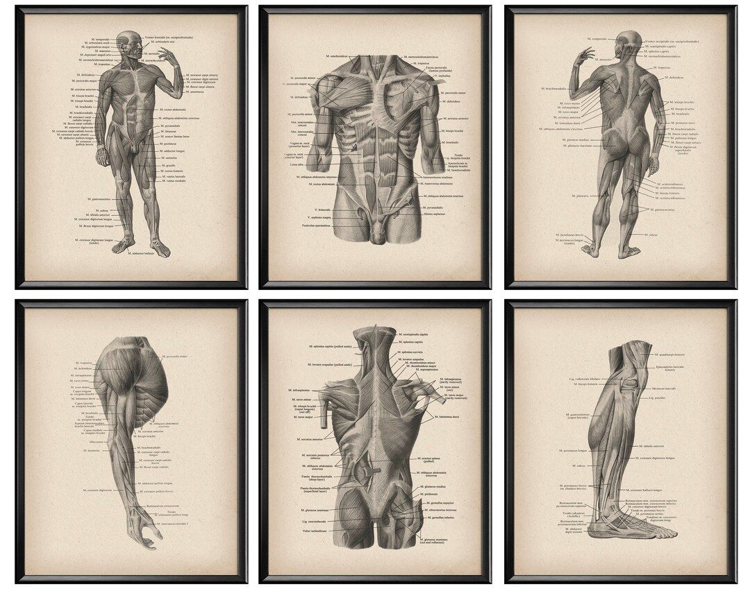 6 Vintage Anatomy, Muscular System, Muscles Structure, Medical Art ...