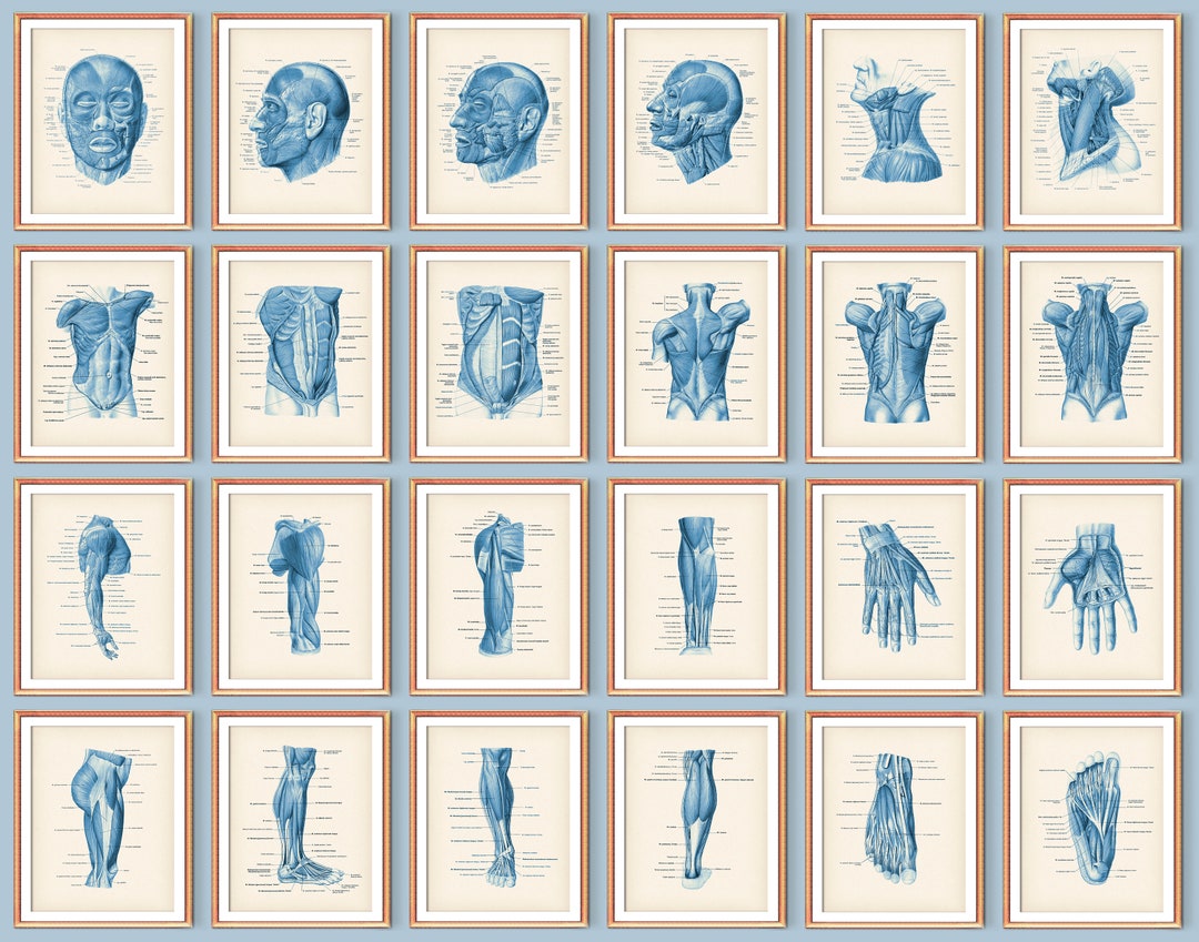 24 Anatomy Educational Posters Muscular System Structure Labeled ...