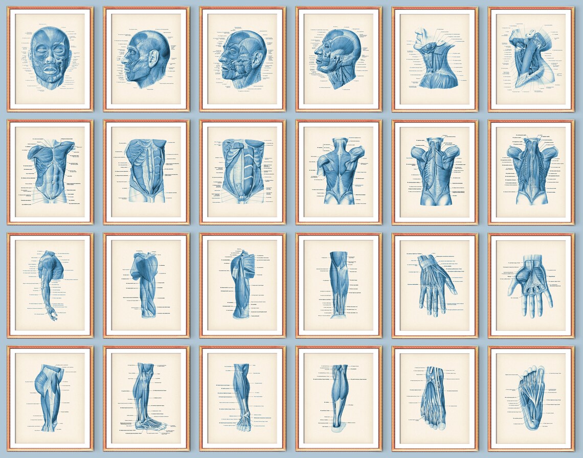 24 Anatomy Educational Posters Muscular System Structure - Etsy
