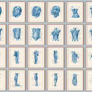 24 Anatomy Educational Posters Muscular System Structure - Etsy