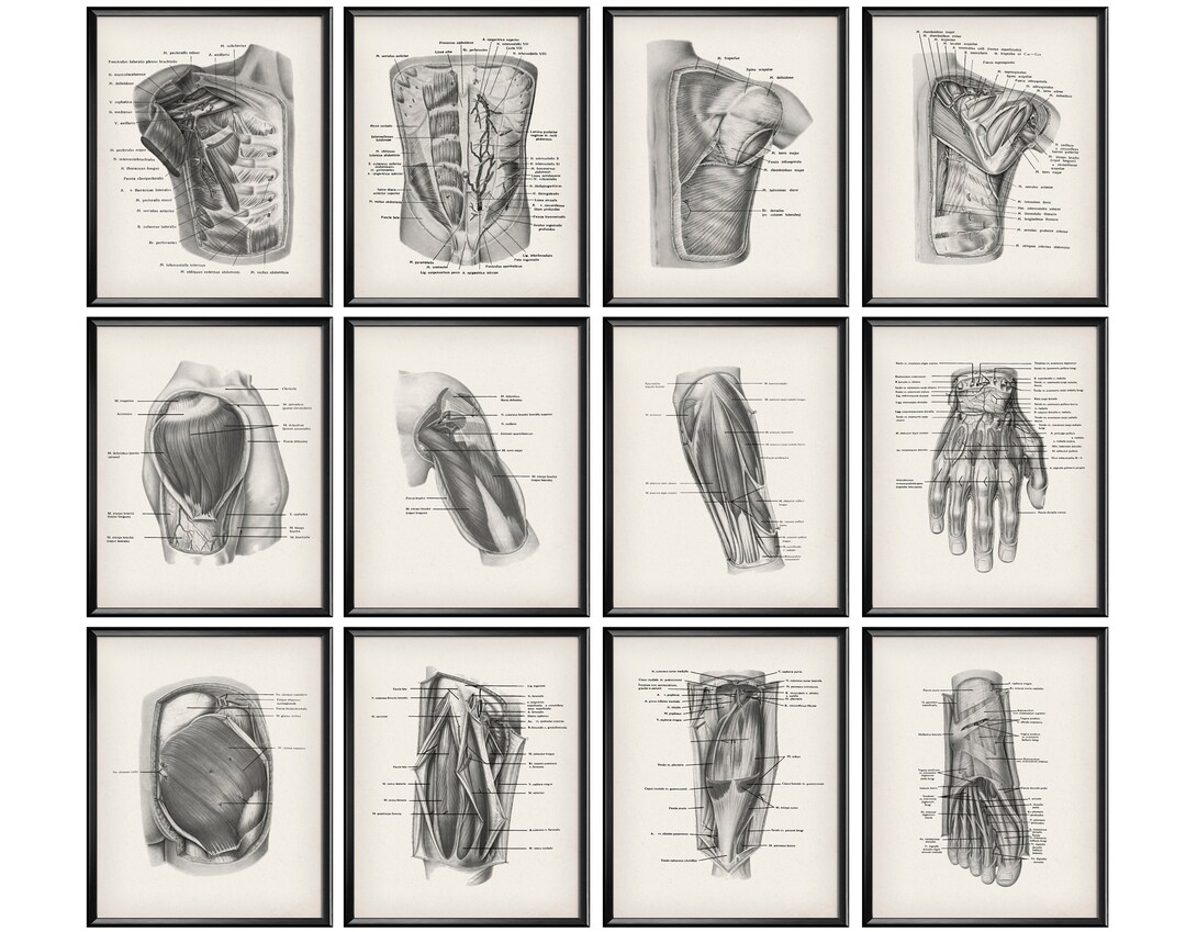 12 Vintage Anatomy Posters Muscular System Diagram Physiology Etsy
