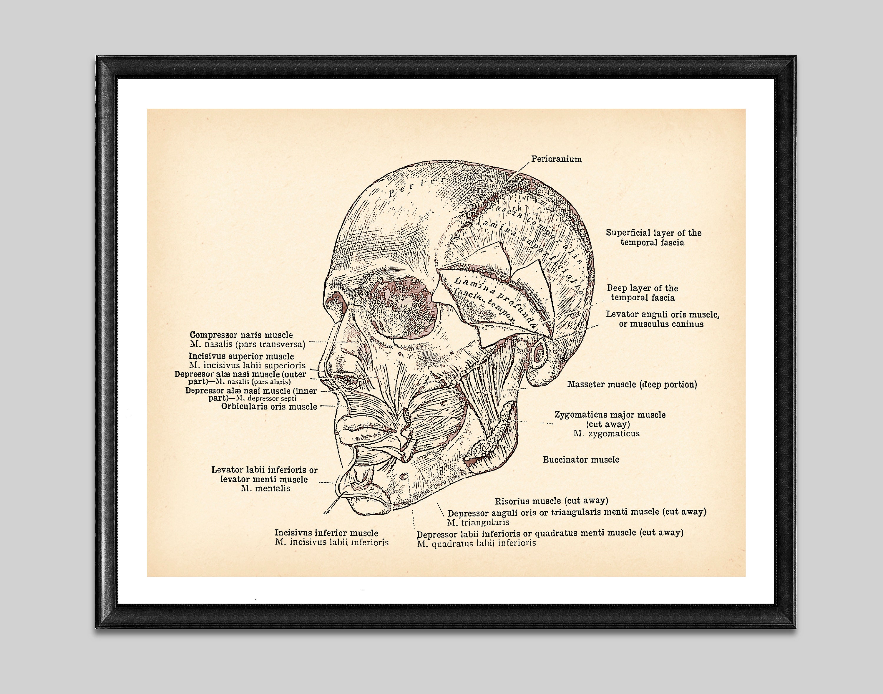 Face Muscles Anatomy Vintage Poster Plastic Surgeon Office | Etsy