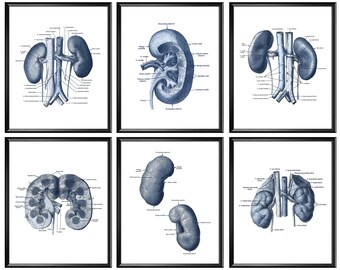 Printable Medical Poster - Etsy