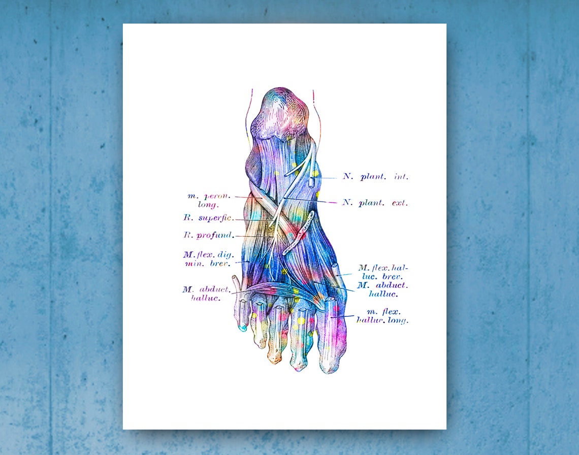 3 Podiatry Art Foot Muscles Anatomy Art Medical Poster - Etsy